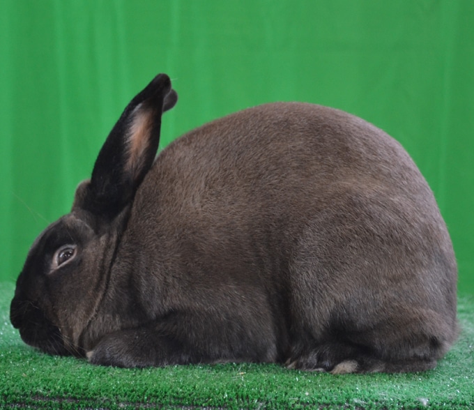 American Sable – ARBA