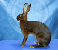 Recognized Breeds – ARBA