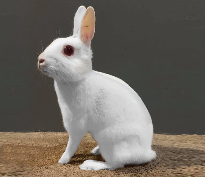 Recognized Breeds – ARBA