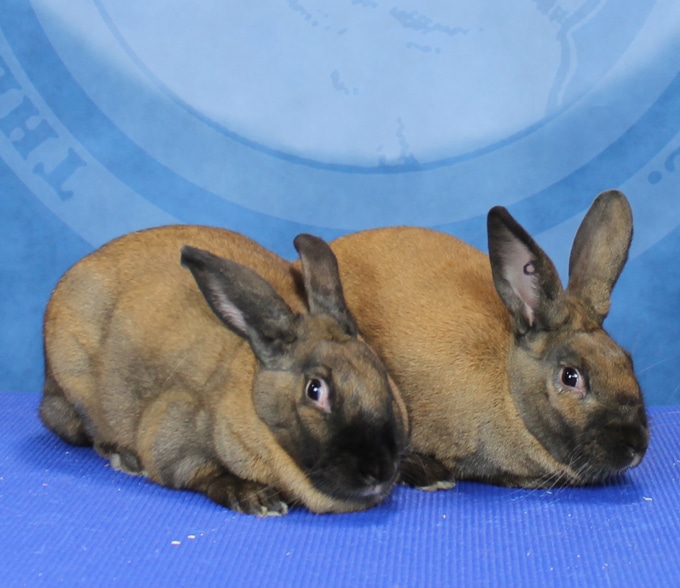 Recognized Breeds – ARBA