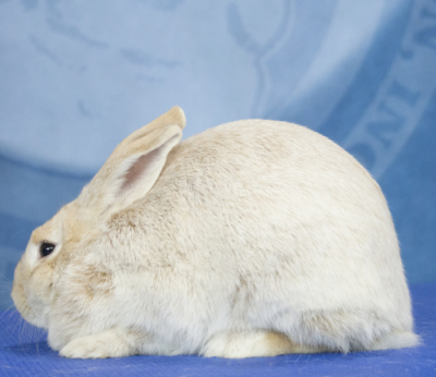 Recognized Breeds – ARBA