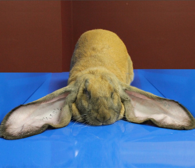 English Lop – ARBA