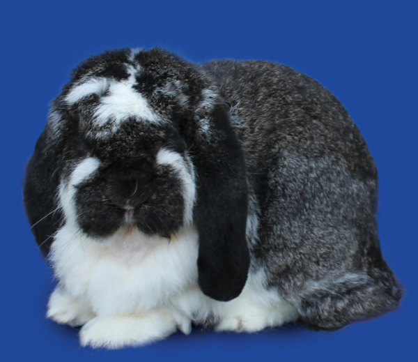 French Lop – ARBA