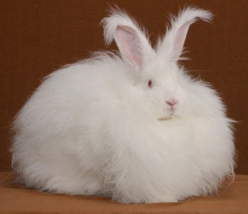 Giant Angora – ARBA