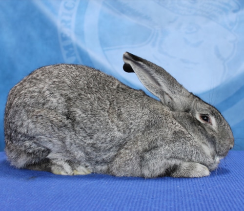 Giant Chinchilla – ARBA