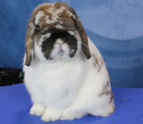 Holland Lop – ARBA