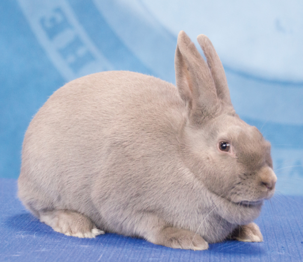 Recognized Breeds – ARBA