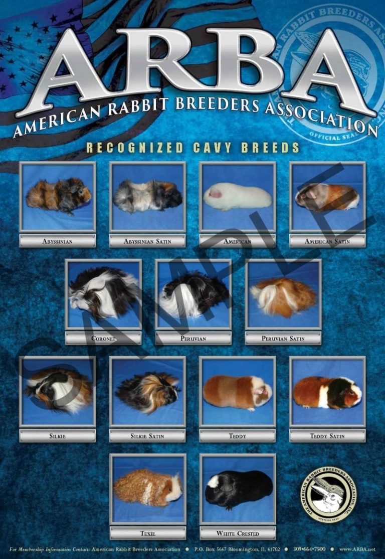 ARBA Rabbit Breeds Poster – ARBA