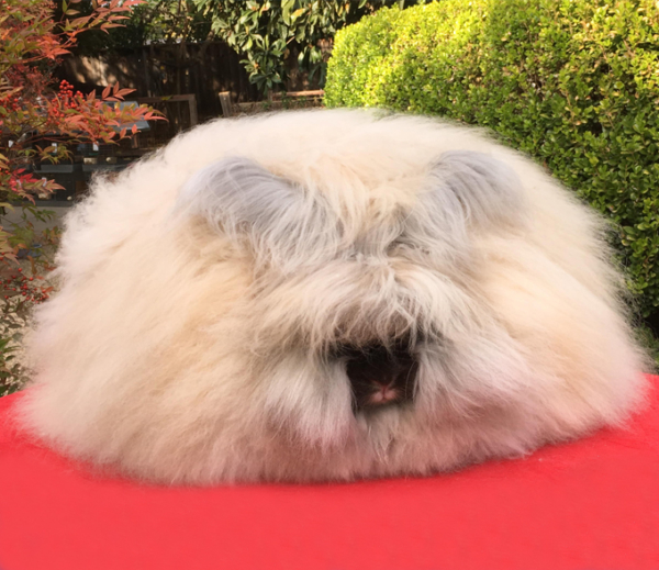 English Angora – ARBA