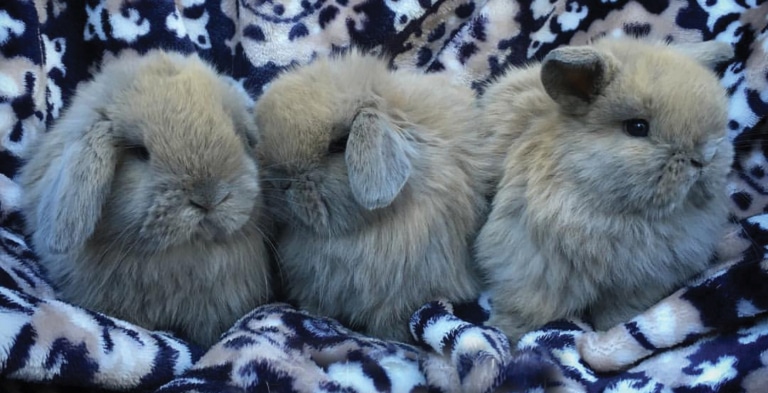 Rabbitry Resources – ARBA