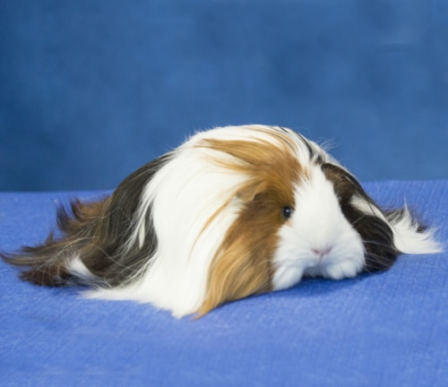 Cavies – ARBA
