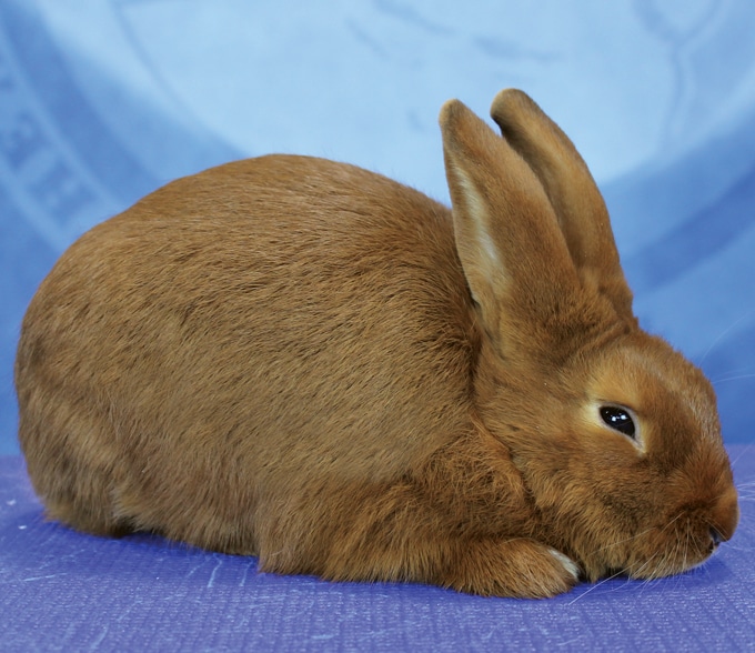 Recognized Breeds – ARBA