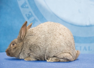 Recognized Breeds – ARBA