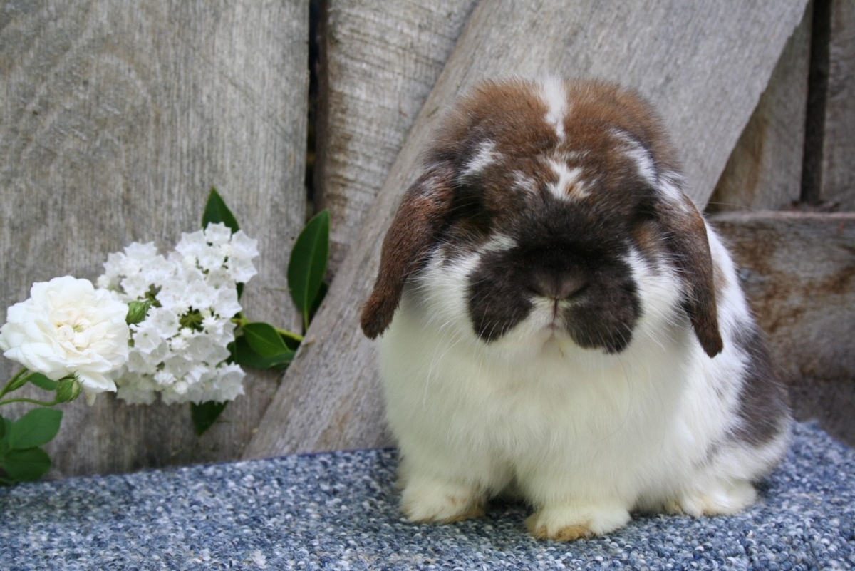 Rabbitry Registration – ARBA