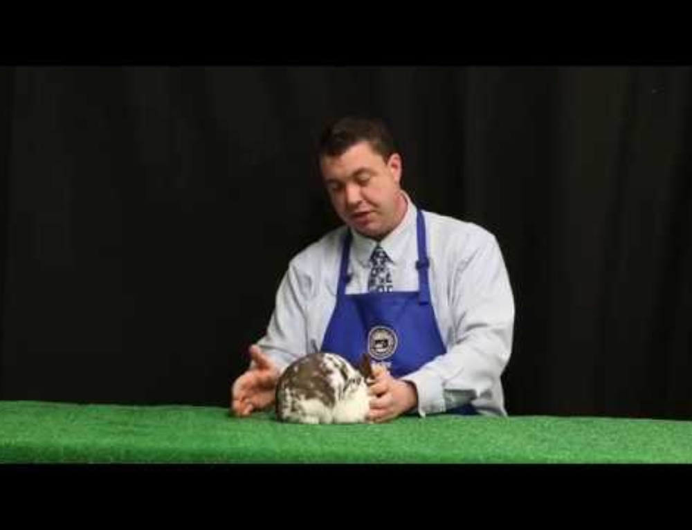 Rabbit Showmanship – With Caleb Bell – ARBA