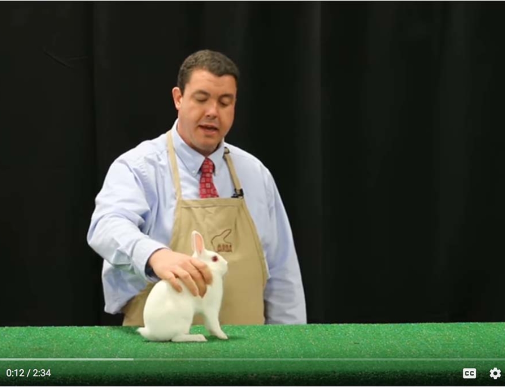 Rabbit Showmanship – With Caleb Bell – ARBA
