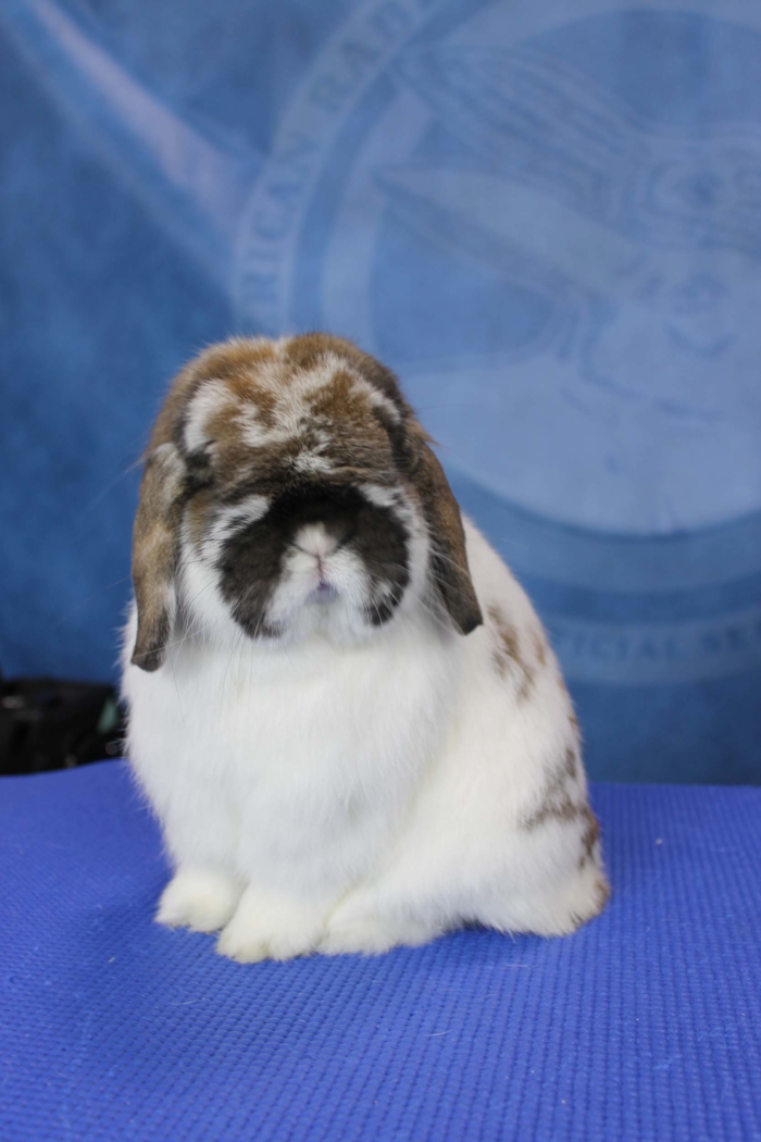 ARBA – Promoting the responsible breeding of rabbits and cavies.