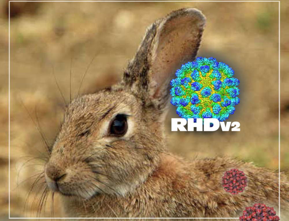 Success With Market Rabbits – ARBA