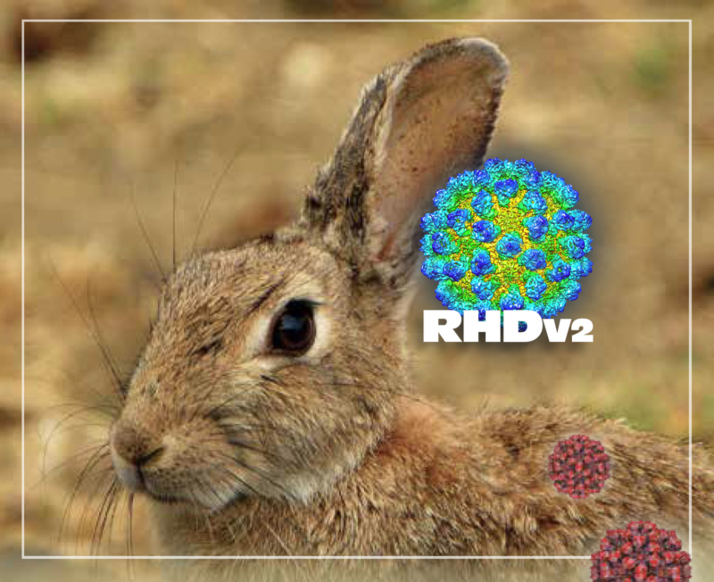 ARBA – Promoting the responsible breeding of rabbits and cavies.