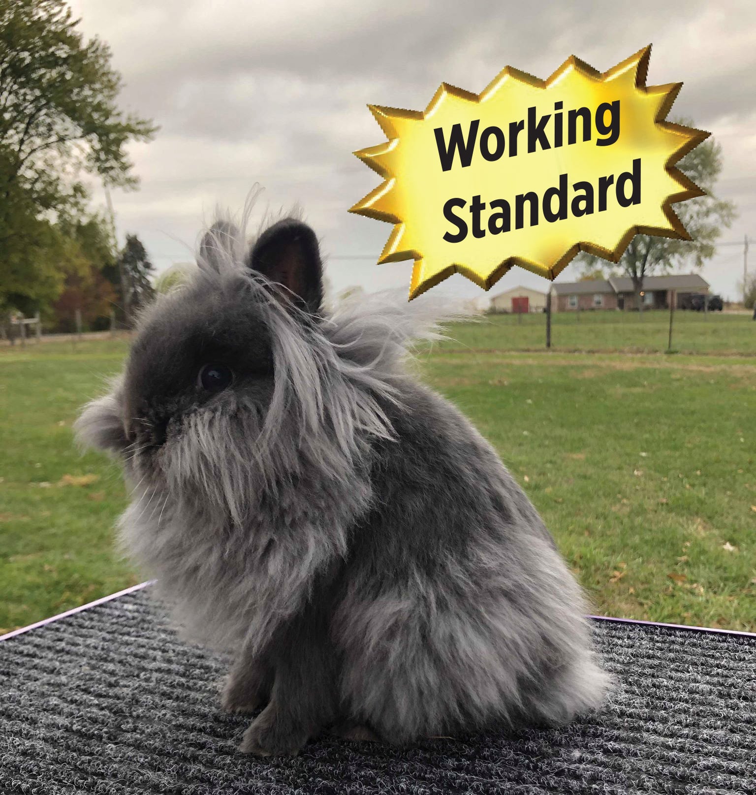 ARBA Standards Committee – ARBA