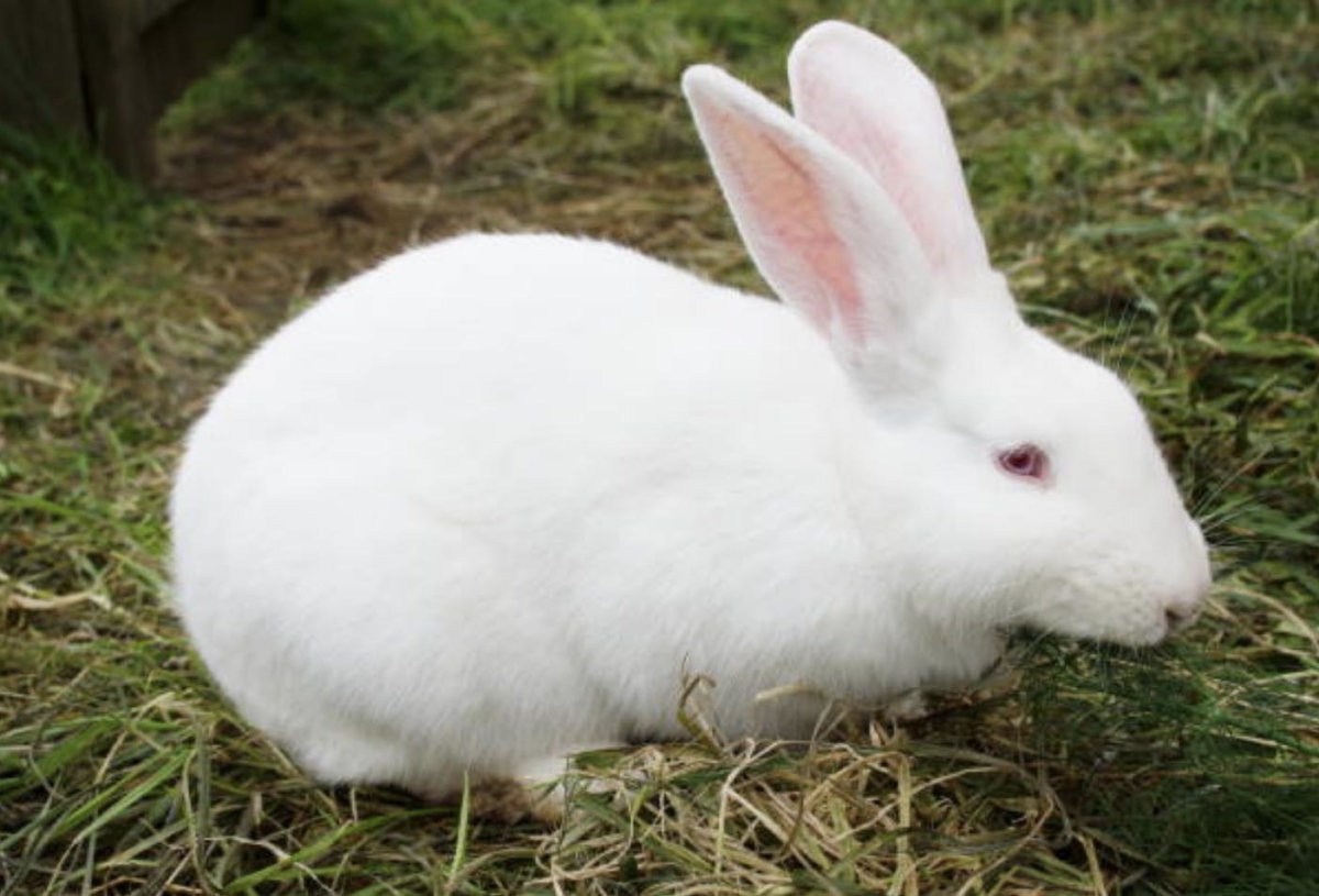 Success With Market Rabbits – ARBA
