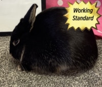 ARBA Standards Committee – ARBA