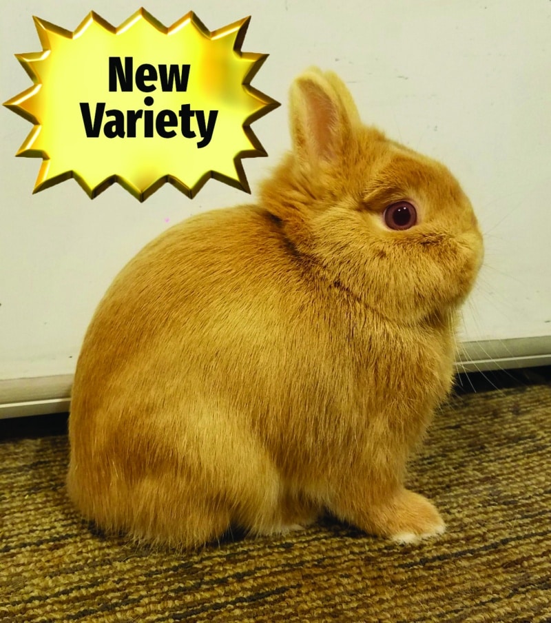 ARBA Standards Committee – ARBA