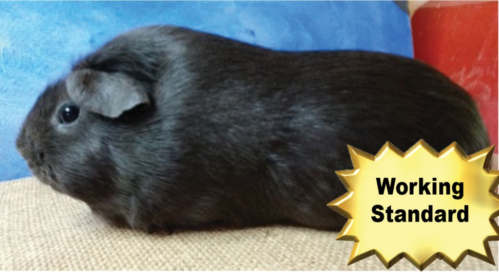 Cavy Standards Committee – ARBA