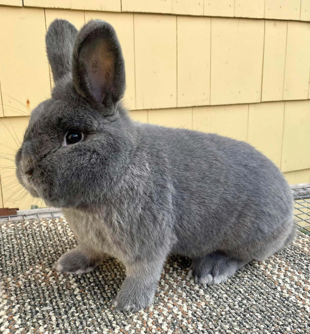 Recognized Breeds – ARBA