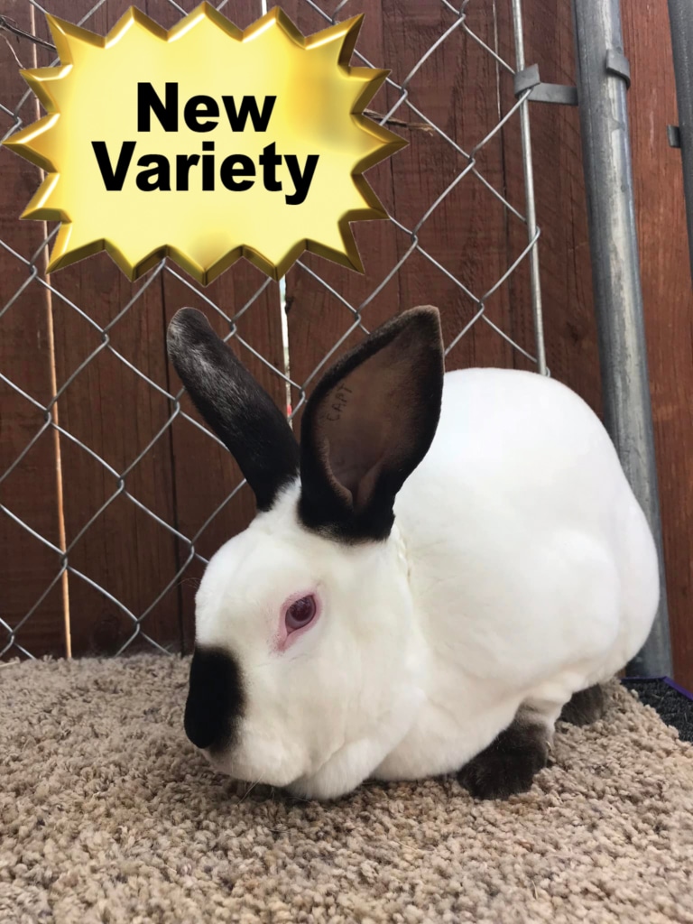 ARBA Standards Committee – ARBA